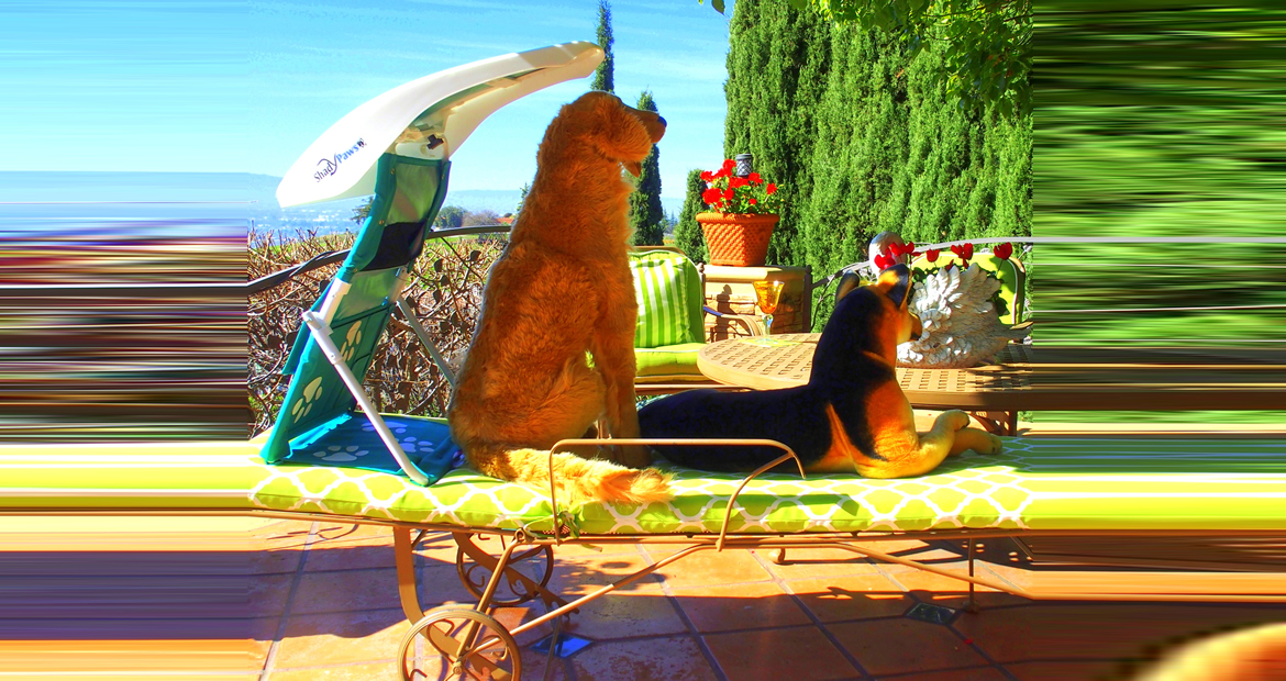 Dog Shade | Dog Shade Canopy | ShadyPaws