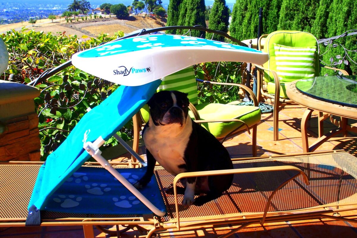 ShadyFace | Mobile Device and Tablet Viewing Travel Shade