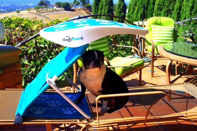 Dog Shade | Dog Shade Canopy | ShadyPaws