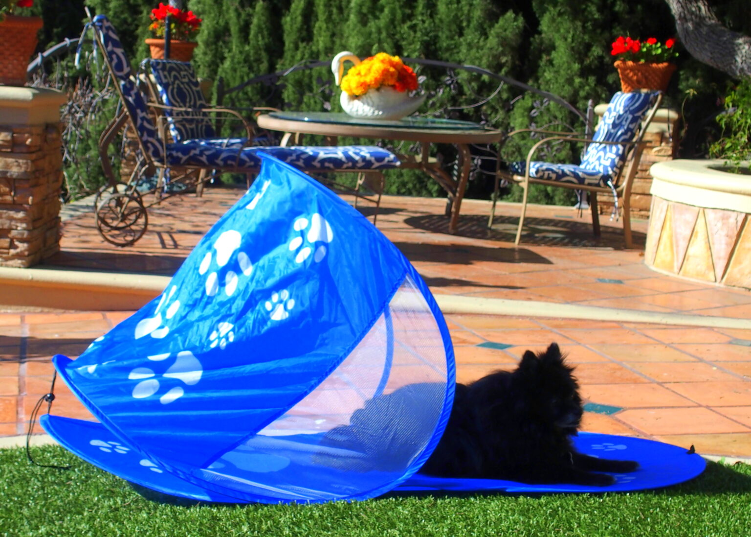 ShadyPaws Dog Shade / Portable | ShadyFace