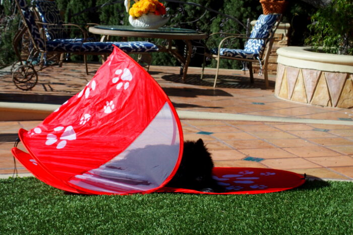 ShadyPaws / Dog Shade / Portable Pet Canopy Sunshades – Jockey Red ...